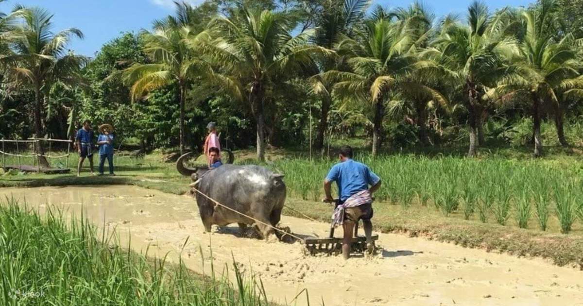Countryside Local Life Culture in Phuket - Klook United States