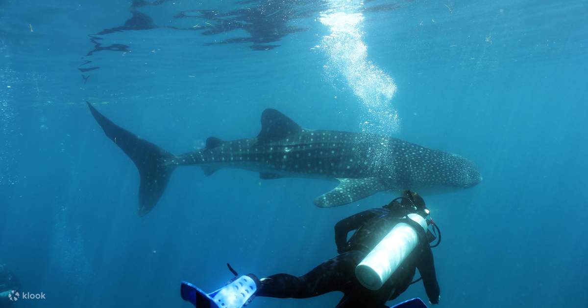 Explore Underwater Adventures: PADI AOW Diver in Cebu with PADI 5 Star ...