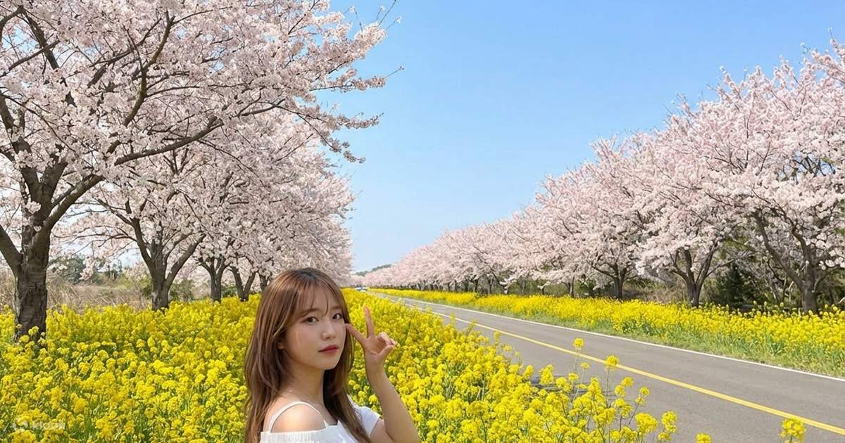 Jeju cherry Blossom Season Tour : Small Group - Klook Philippines