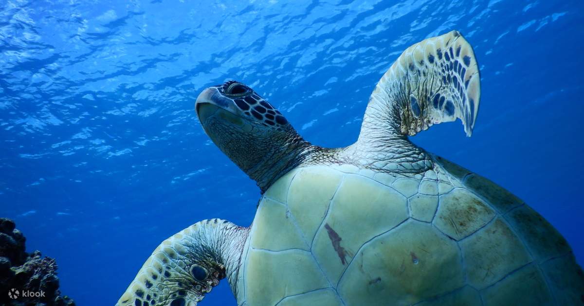 Experience Kayak Turtle Snorkeling in Tumon with PADI 5 Star Dive ...