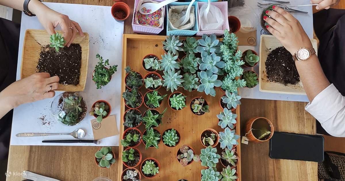 Workshop DIY Terrarium Cây Mọng Nước của Little Eden Succulents - Klook ...
