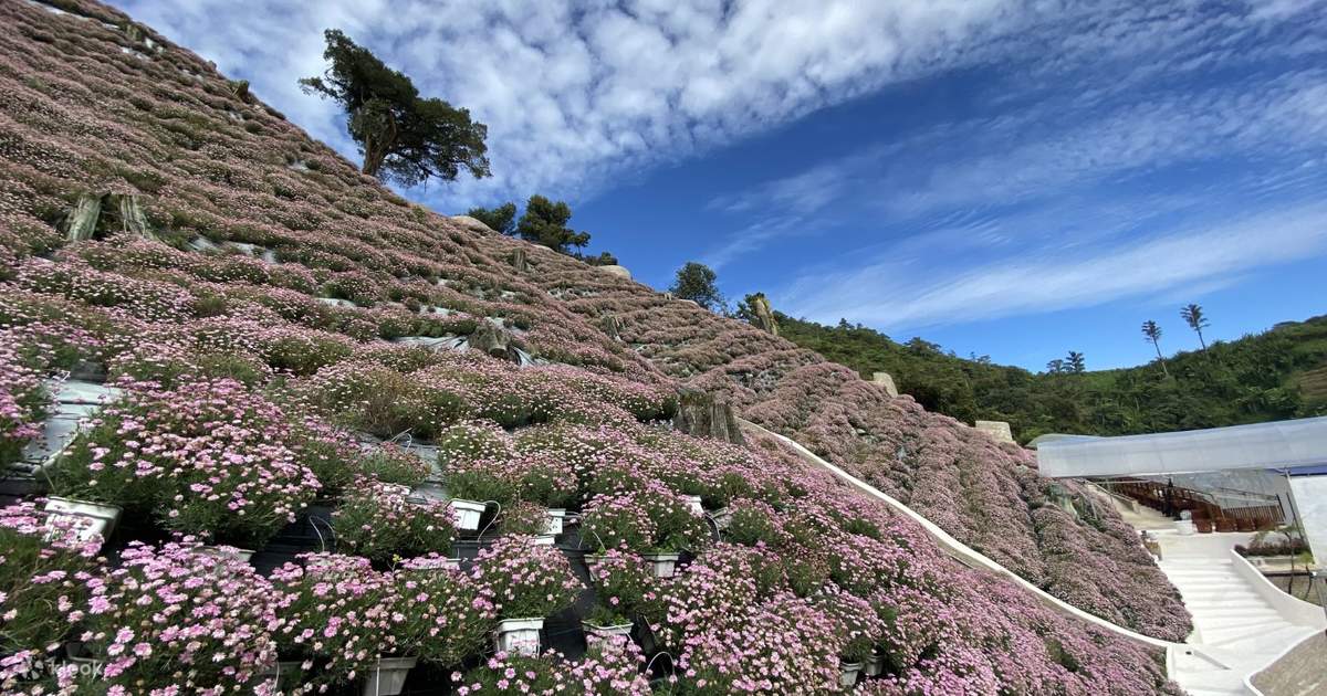 Cameron Highlands Full Day Sightseeing Tour - Klook