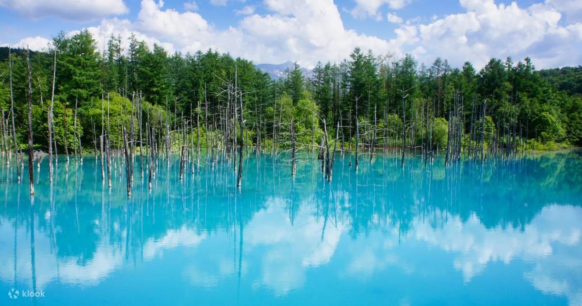 Classic Hokkaido Day Tour: Asahiyama Zoo + Biei Blue Pond + Ningle ...