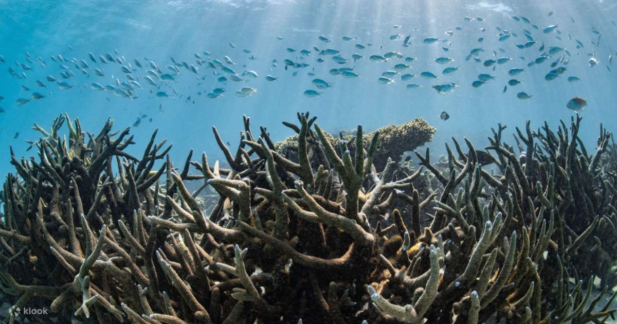 1 Hour Coral Viewing Tour in Coral Bay - Klook United Kingdom