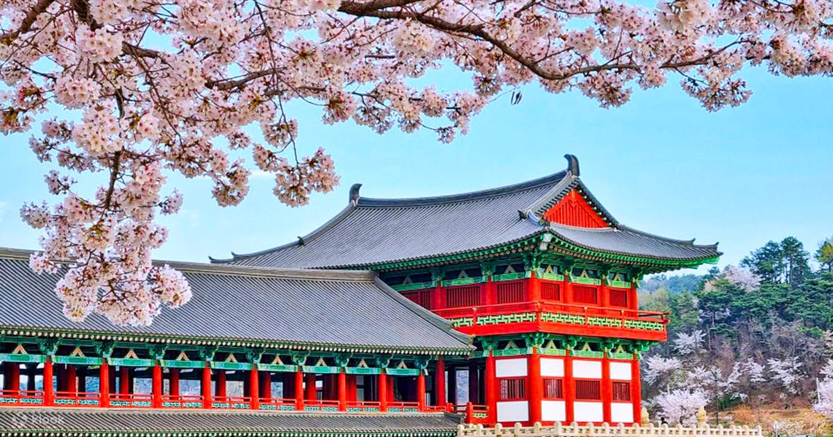 Spring Cherry Blossom Journey from Busan to Gyeongju - Klook Philippines