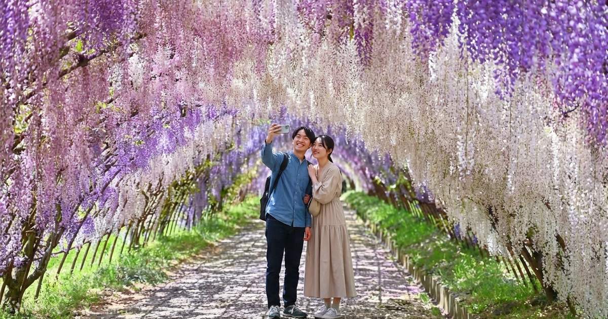 Kitakyushu Fukuoka Wisteria Flower One-Day Tour | Kawachi Wisteria ...