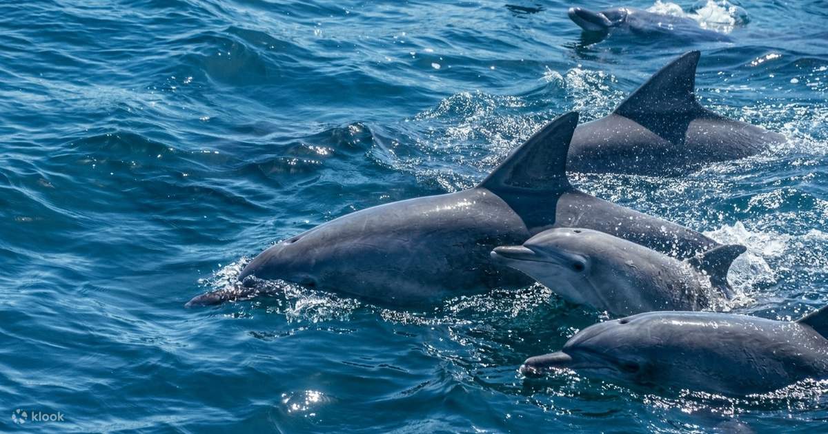Kumamoto Amakusa Full-Day Dolphin Watching Experience - Klook