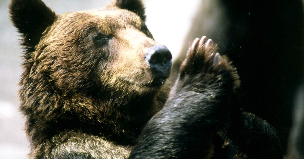 Tiket sa Noboribetsu Bear Park - Klook Estados Unidos