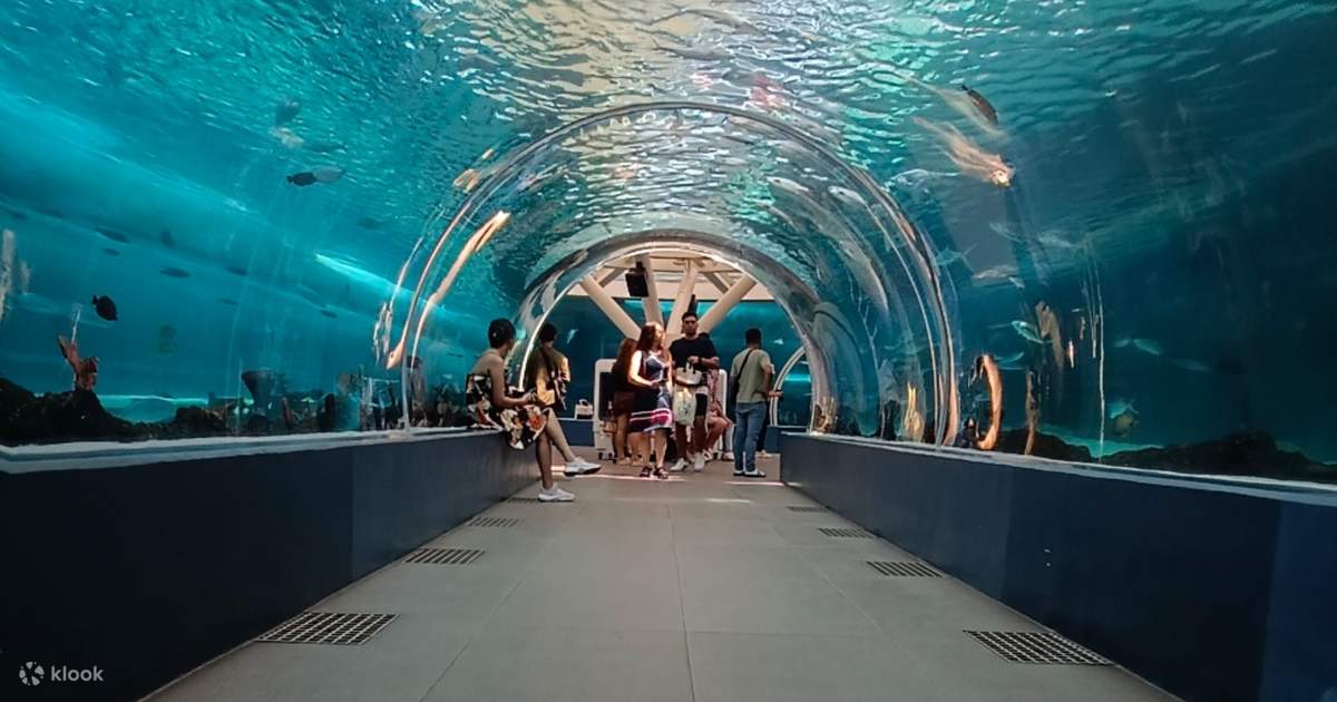 Anjo World Theme Park and Cebu Ocean Park Day Tour - Klook Australia