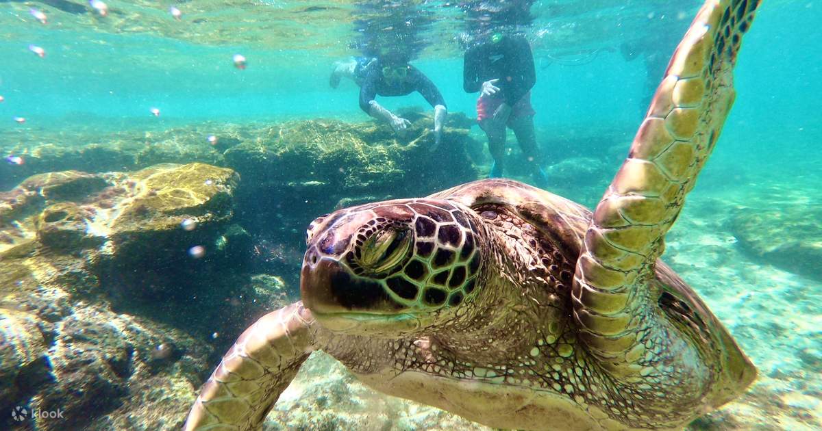 Apo Island Unisciti allo snorkeling e al giro turistico da Dumaguete ...