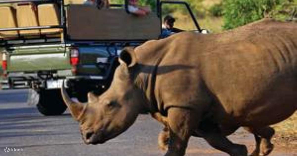 Kruger National Park Morning Wildlife Experience - Klook Philippines