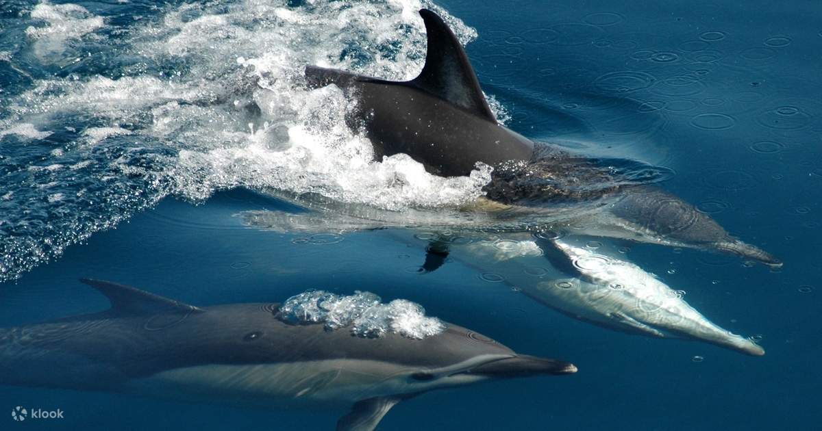 Tikapa Moana Whale And Dolphin Wildlife Cruise in Auckland - Klook ...