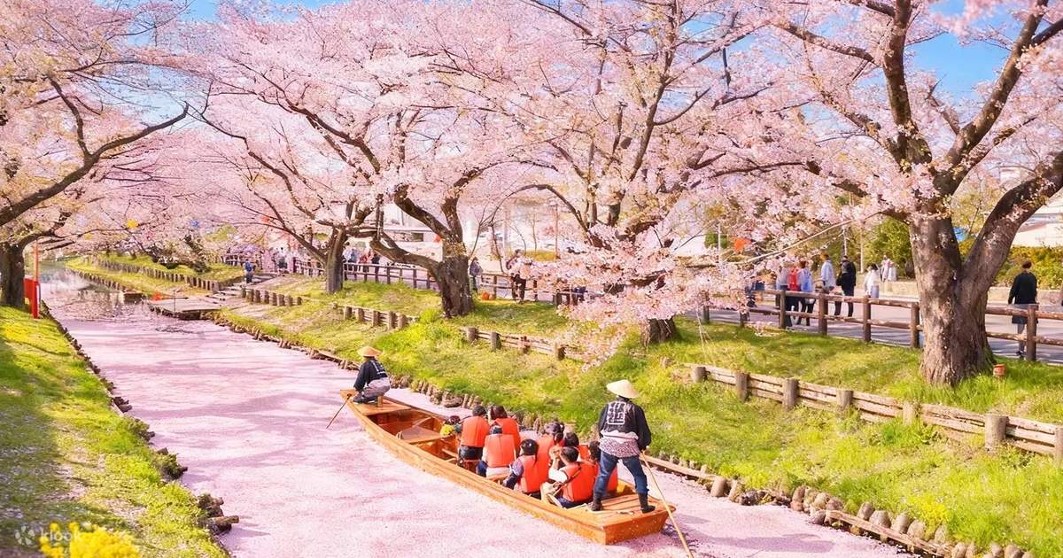 Limited Cherry Blossom Season - A Day Trip to Satte Gongendo Park ...
