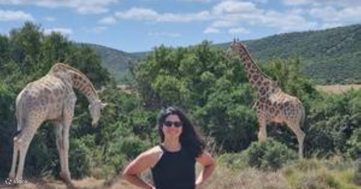 Full-Day Addo Park & Giraffe Walk Safari - Klook New Zealand
