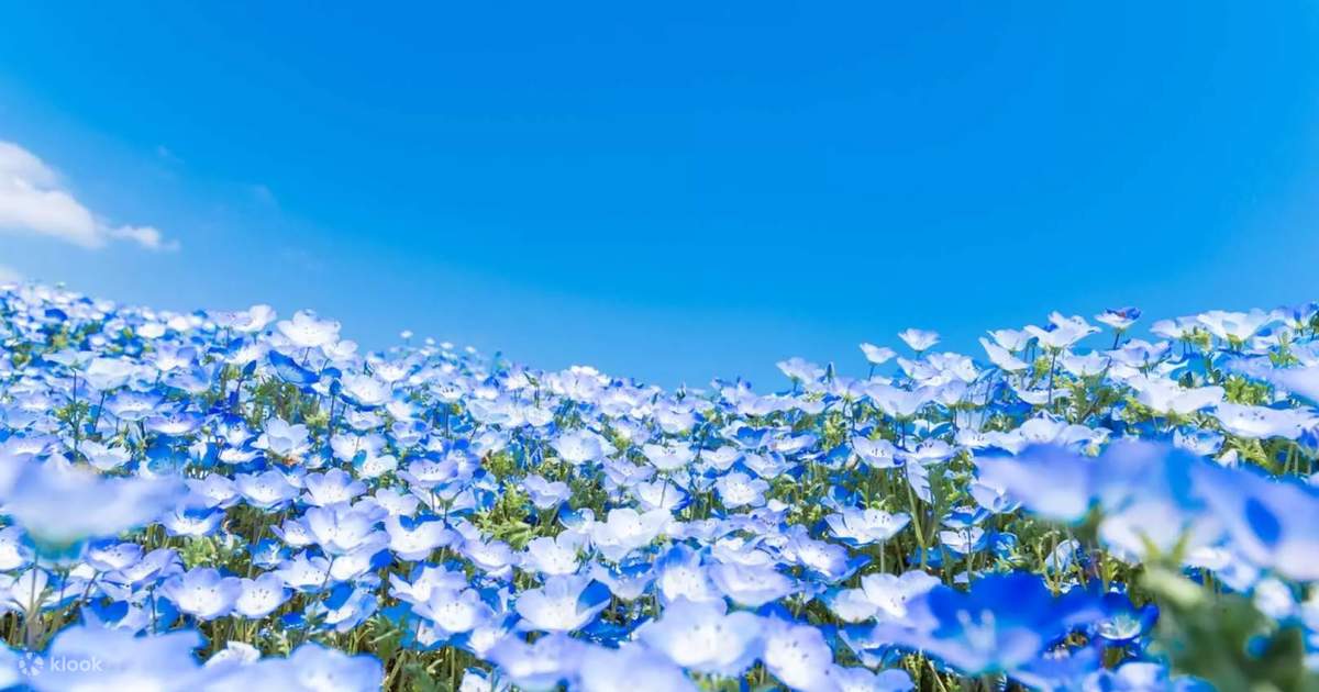 【Isang Araw na Pamamasyal sa Ibaraki】National Hitachi Seaside Park at ...