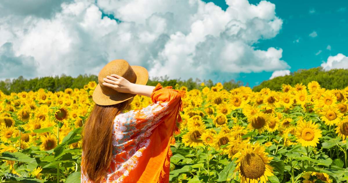 Sapporo Hokuryu Sunflower Village & Shikisai-no-oka Full-Day Tour with ...