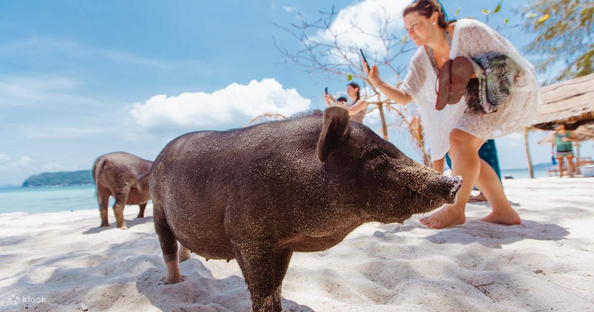 Pig and Tan Island Snorkeling Tour at Koh Samui - Klook The Bahamas
