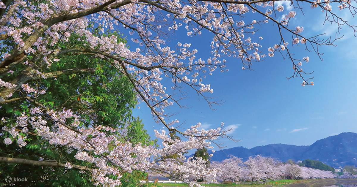 Kumamoto Castle & Uto Taiko Museum Full-Day Experience with Fruit ...