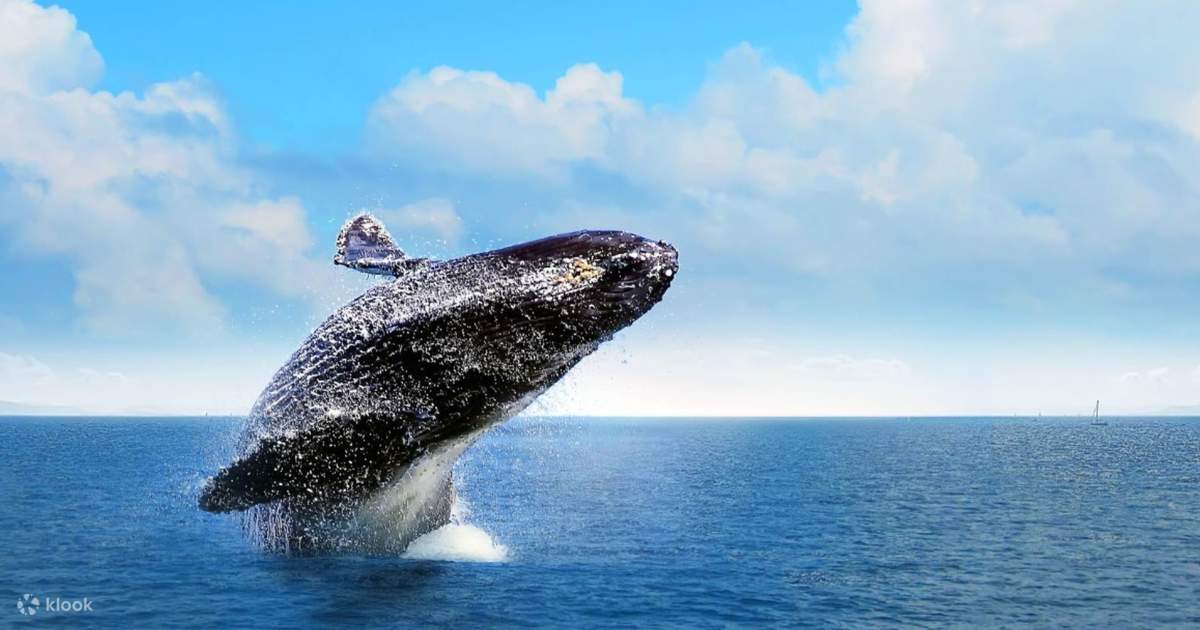 Whale Watching and Cayo Levantado Day Tour in Samana - Klook United States