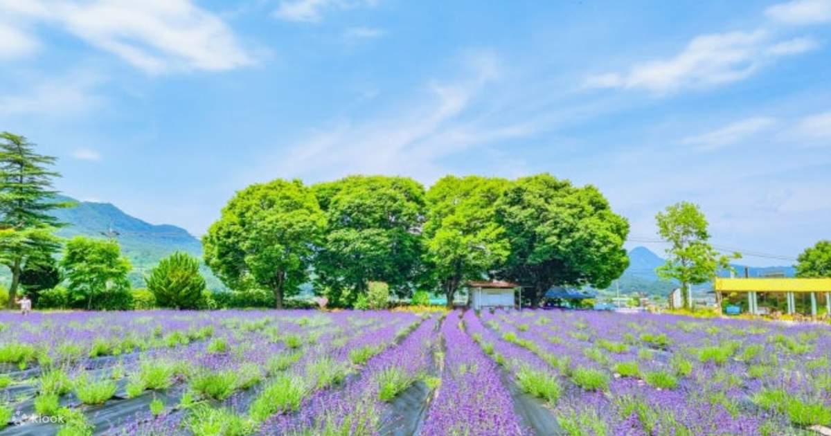 Geochang Healing in Nature: A Slow Life Retreat Tour from Seoul - Klook ...