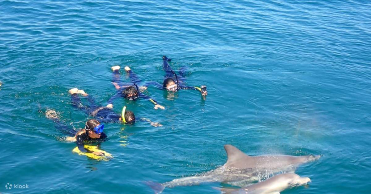 Swim with Wild Dolphins Experience in Perth - Klook Canada