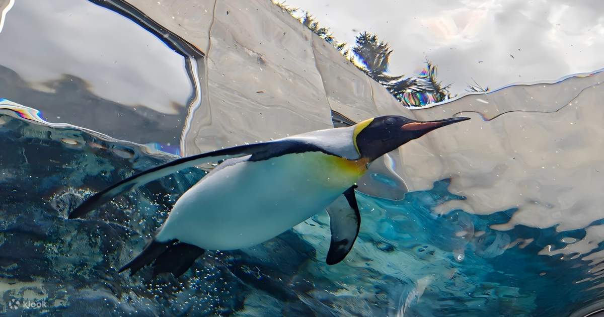 Sapporo Asahiyama Zoo & Forest Elf Terrace Winter Experience - Klook