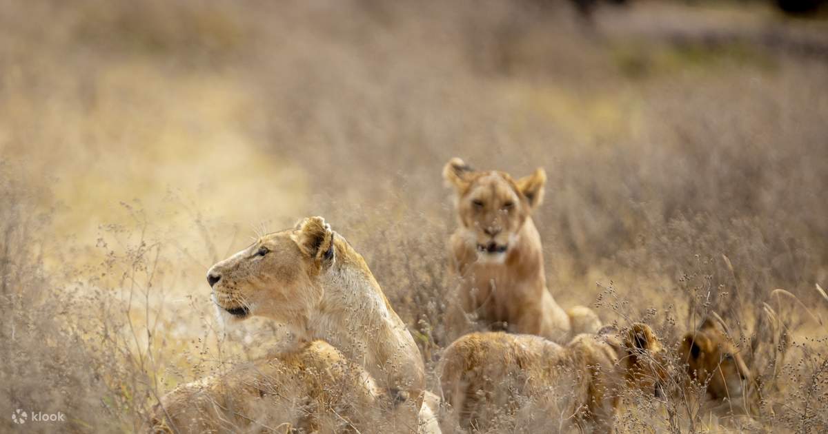 Tour Riêng 4 Ngày Khám Phá Serengeti & Ngorongoro - Klook