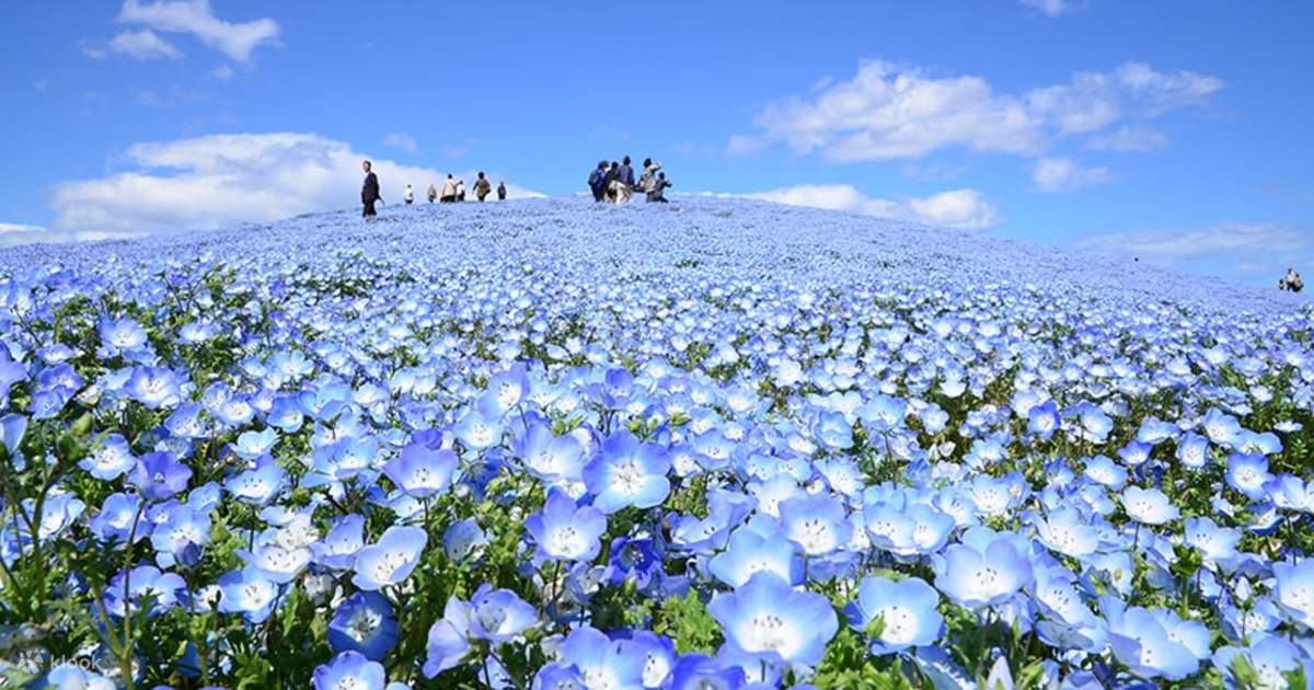 Nemophila viewing at Hitachi Seaside Park & the illuminated large ...