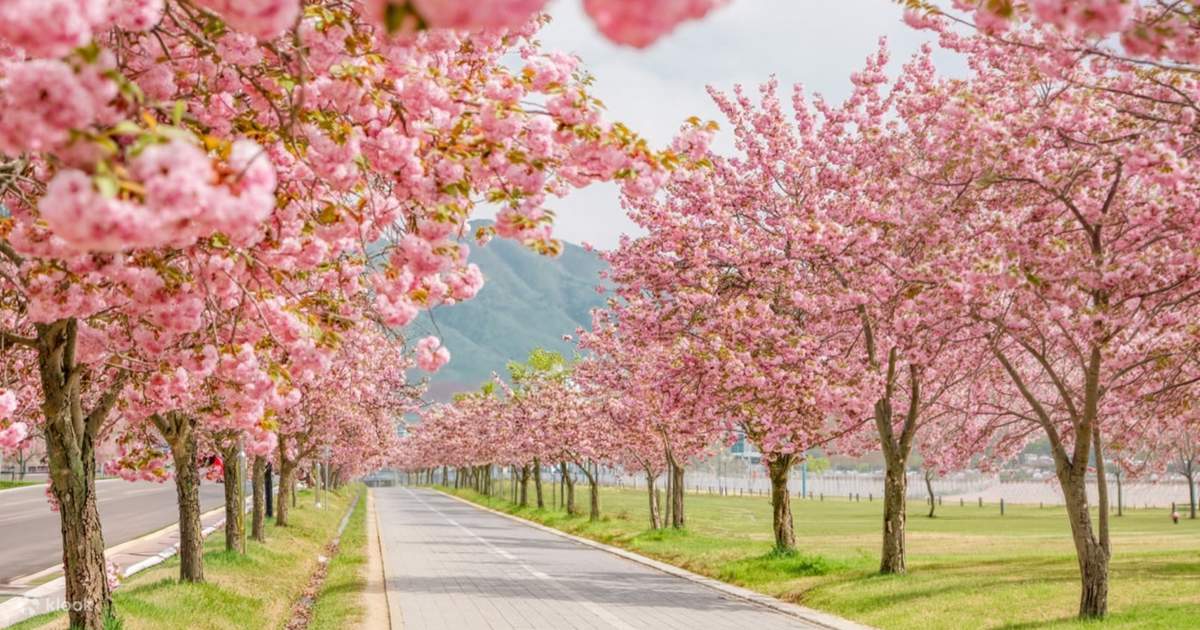 Double Cherry Blossom & Seasonal Landscape Day Tour from Seoul - Klook