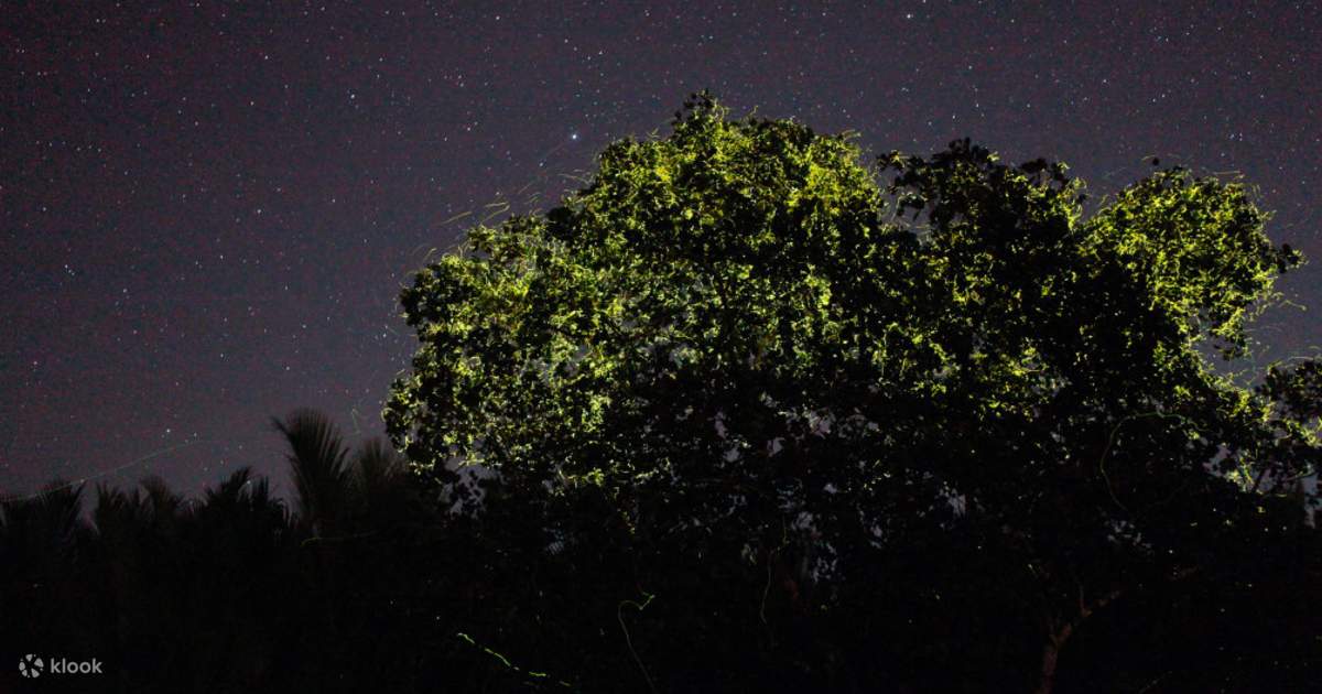 Firefly Watching with Green Thumb Farm Tour - Klook United States