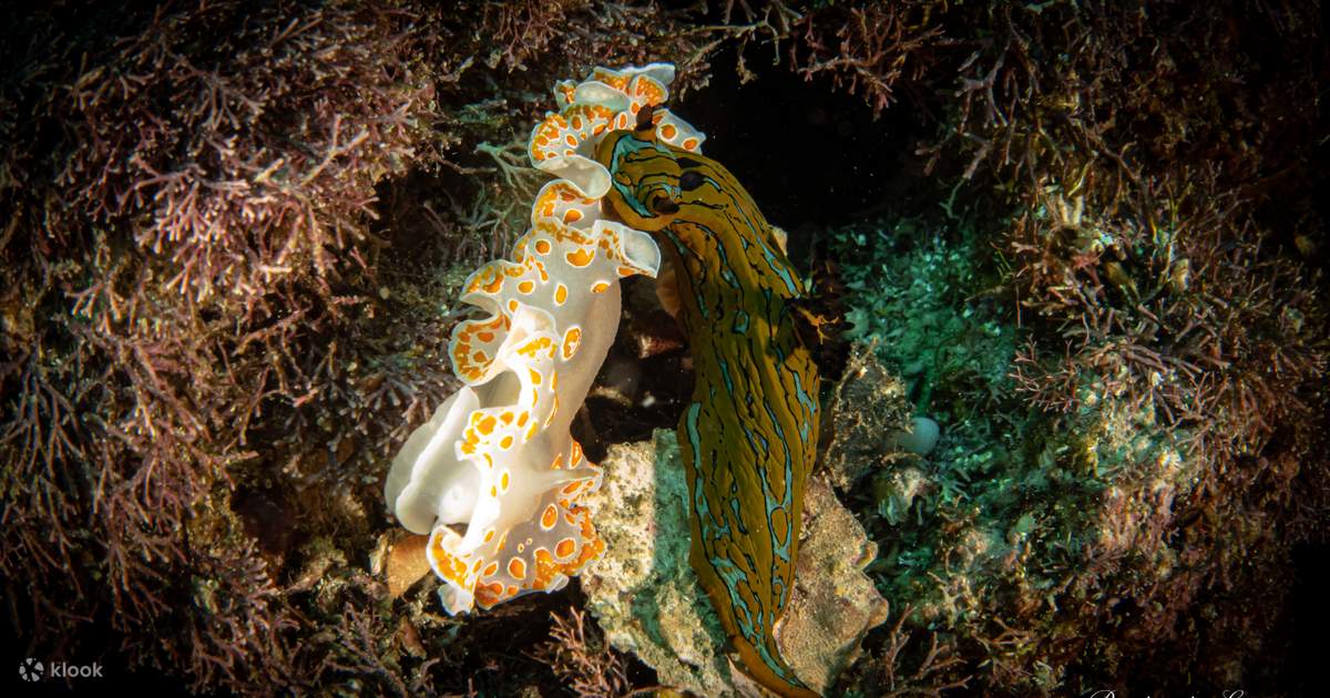 Macro Lover Dive Package in Baja California Sur with PADI 5 Star Dive ...