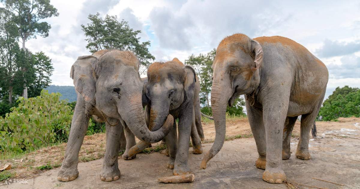 Aventure combinée au village des éléphants de la tribu des collines de ...