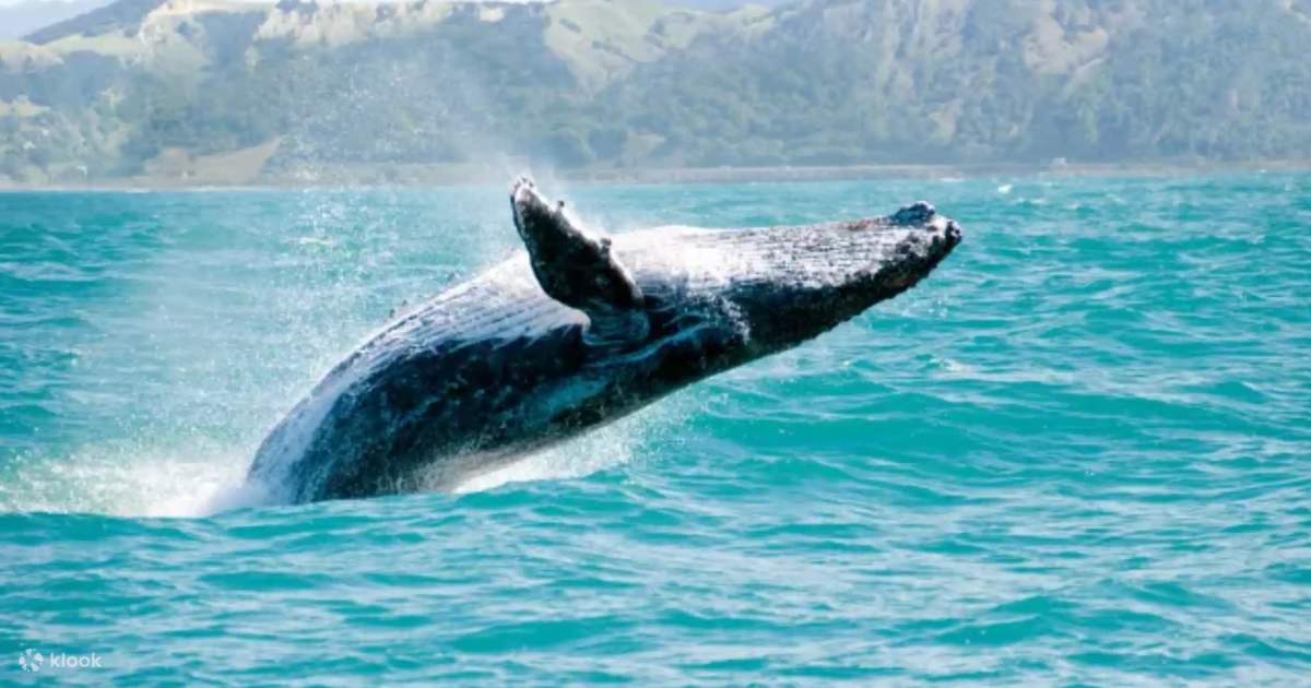 Whale Watch Discovery Raft Experience in Kauai - Klook United Kingdom