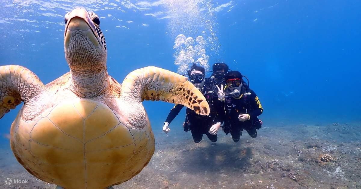 Green Sea Turtle Diving, Accommodation, and Introductory Dive ...