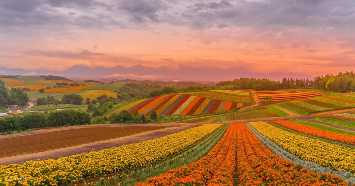 Hokkaido Shikisai no Oka & Farm Tomita Full-Day Small Group Adventure ...