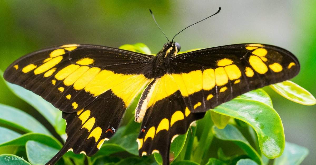 Papilonia Butterfly House Ticket in Prague - Klook Philippines