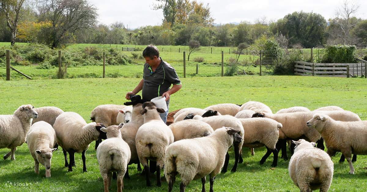 Rotorua Heritage Farm Tour - Klook Philippines
