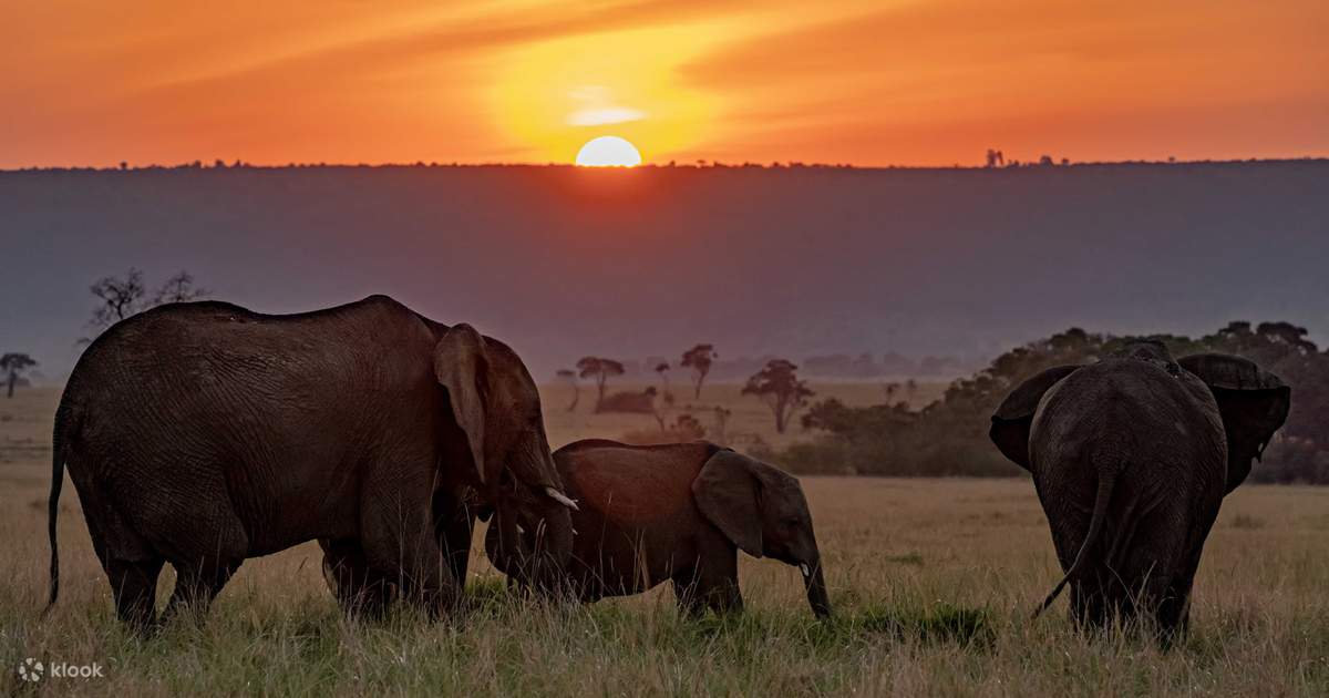 Maasai Mara & Lake Nakuru 4-Day Private Safari Experience - Klook