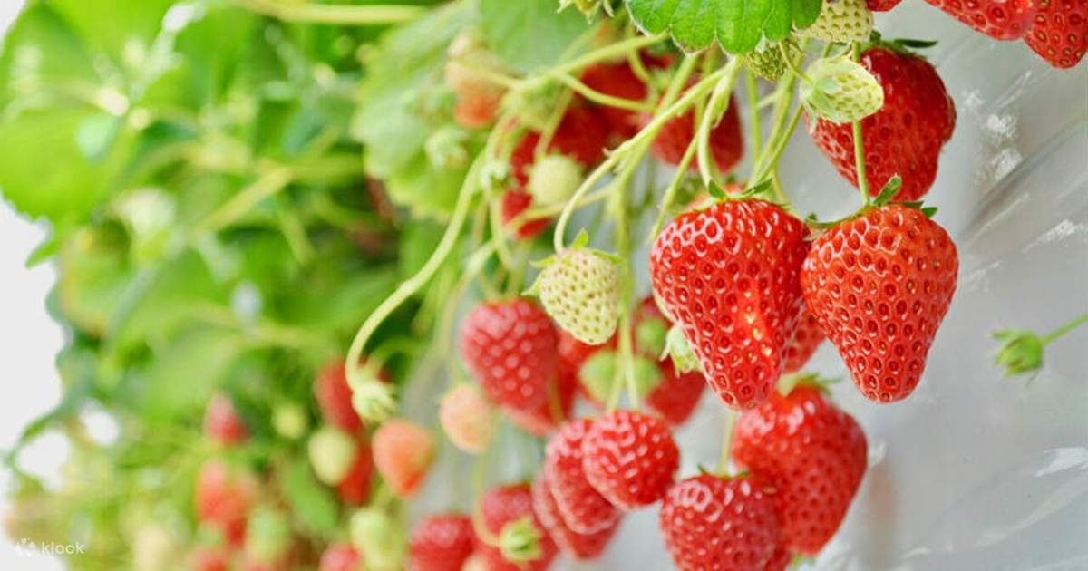 Gunma All-You-Can-Eat Crab Feast & Strawberry Picking Full-Day Tour ...
