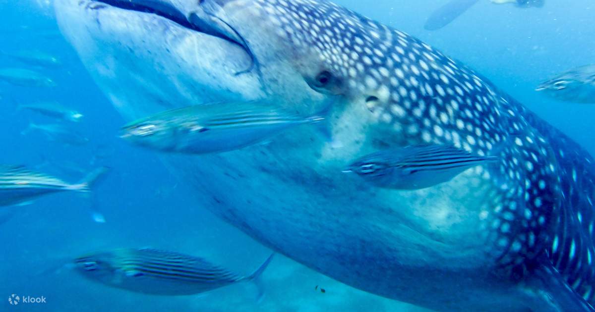 Donsol Sorsogon Whaleshark Interaction Tour in Bicol - Klook Philippines