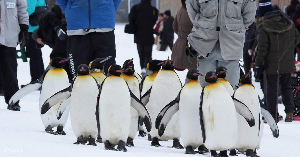 Isang araw na paglalakbay sa Hokkaido Zoo A Line, Biei Blue Pond, at ...