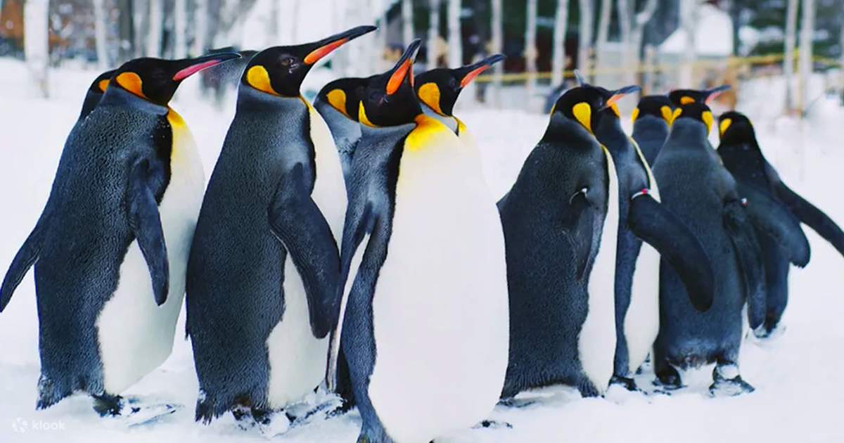 Tur sehari penuh musim dingin Hokkaido | Jalan-jalan Penguin · Kolam ...