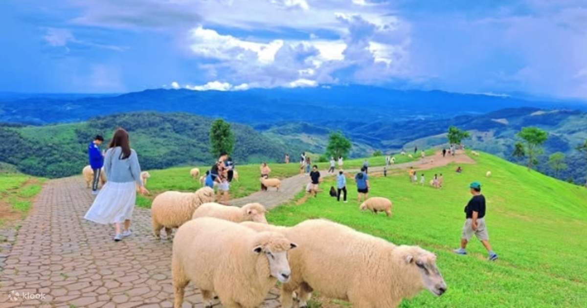 วัดร่องขุ่น เชียงราย + จิบชายามบ่ายที่ Yayo Farm + Akha FarmVille ...