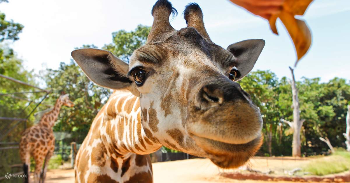 Perth Zoo Entry Ticket and Swan River Sightseeing Cruise - Klook Australia