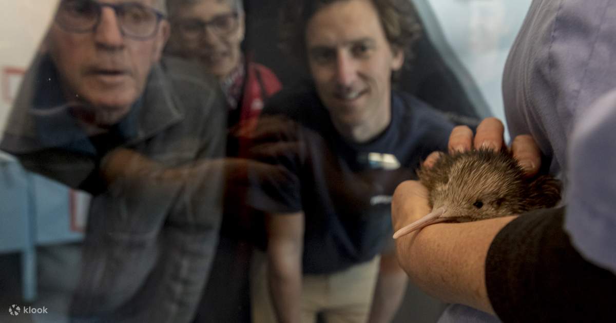 National Kiwi Hatchery - Kiwi Encounter Tour - Klook