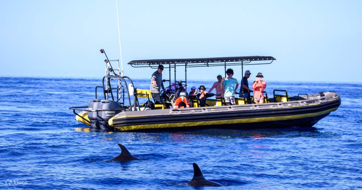 Captain Cook Monument Dolphin Watch in Kealakekua Bay - Klook United States