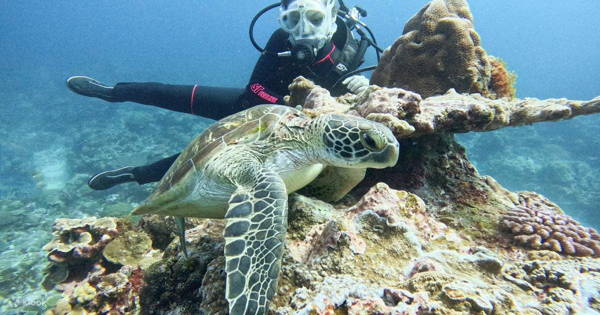 Green Island Scuba Diving: PADI OW, AOW, Freediving Certification ...