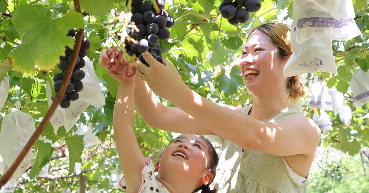 Fukuoka Hiyoko Honami Factory Full-Day Discovery with Fruit Picking - Klook