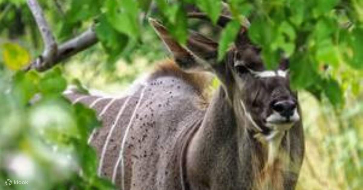 Kruger National Park Full-Day Safari & Wildlife Experience - Klook