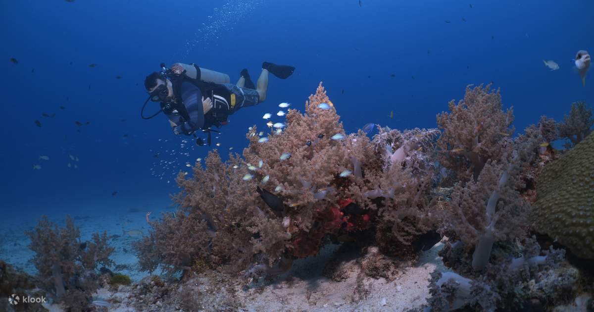 Scuba Diving Try Dives for First Timers 3 at Racha Islands 3 Dives ...